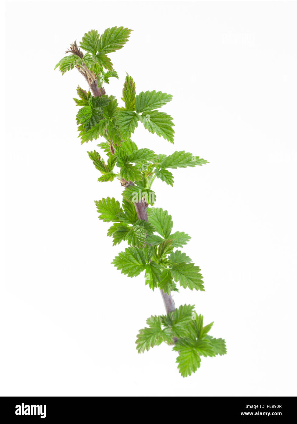 Raspberry fruit branch with leaf isolated on white background Stock ...