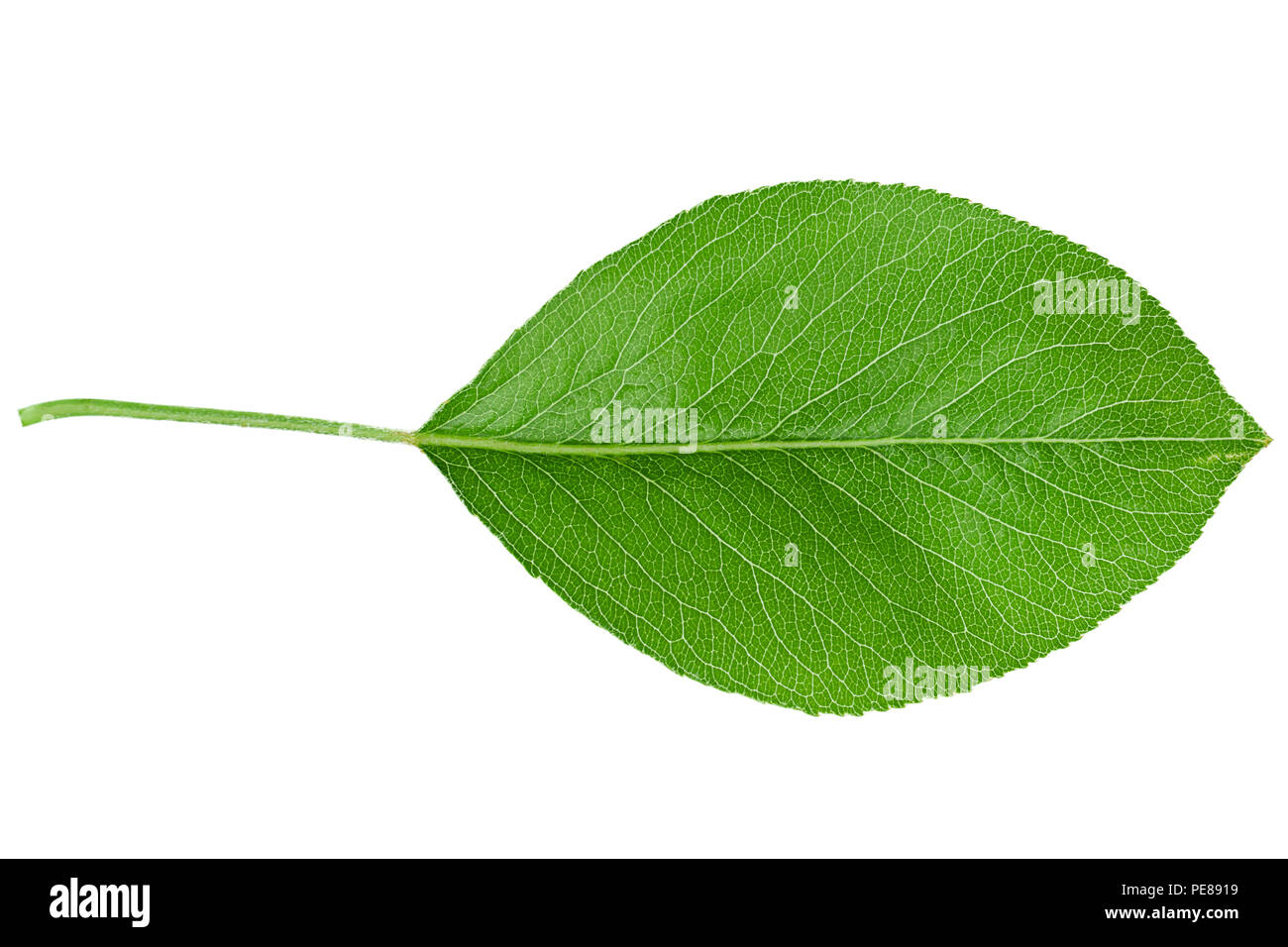 Pear leaf closeup isolated on white background Stock Photo - Alamy