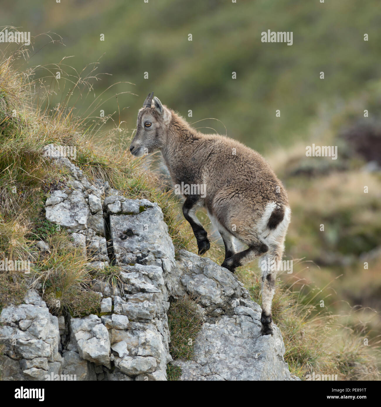 Young Alpine Ibex / Steinbock / Alpensteinbock (Capra ibex) climbing up ...