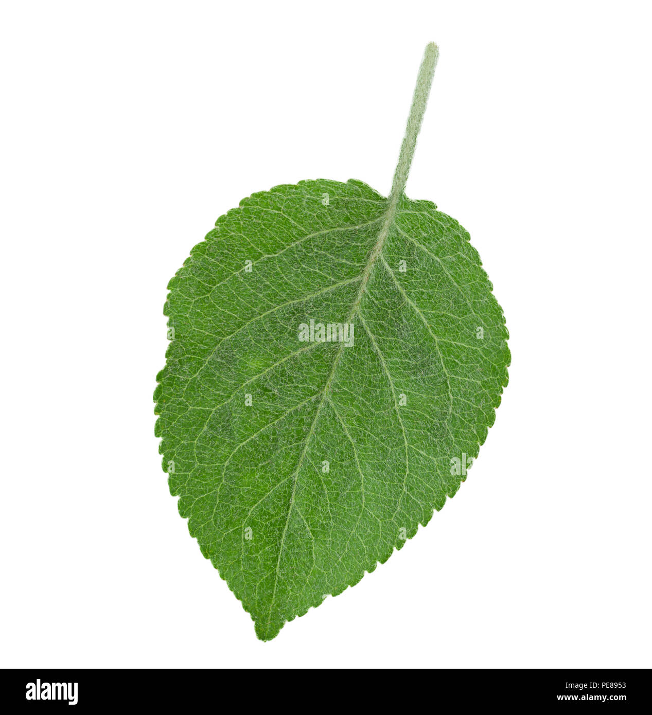 Apple fruit closeup leaf isolated on white background Stock Photo - Alamy