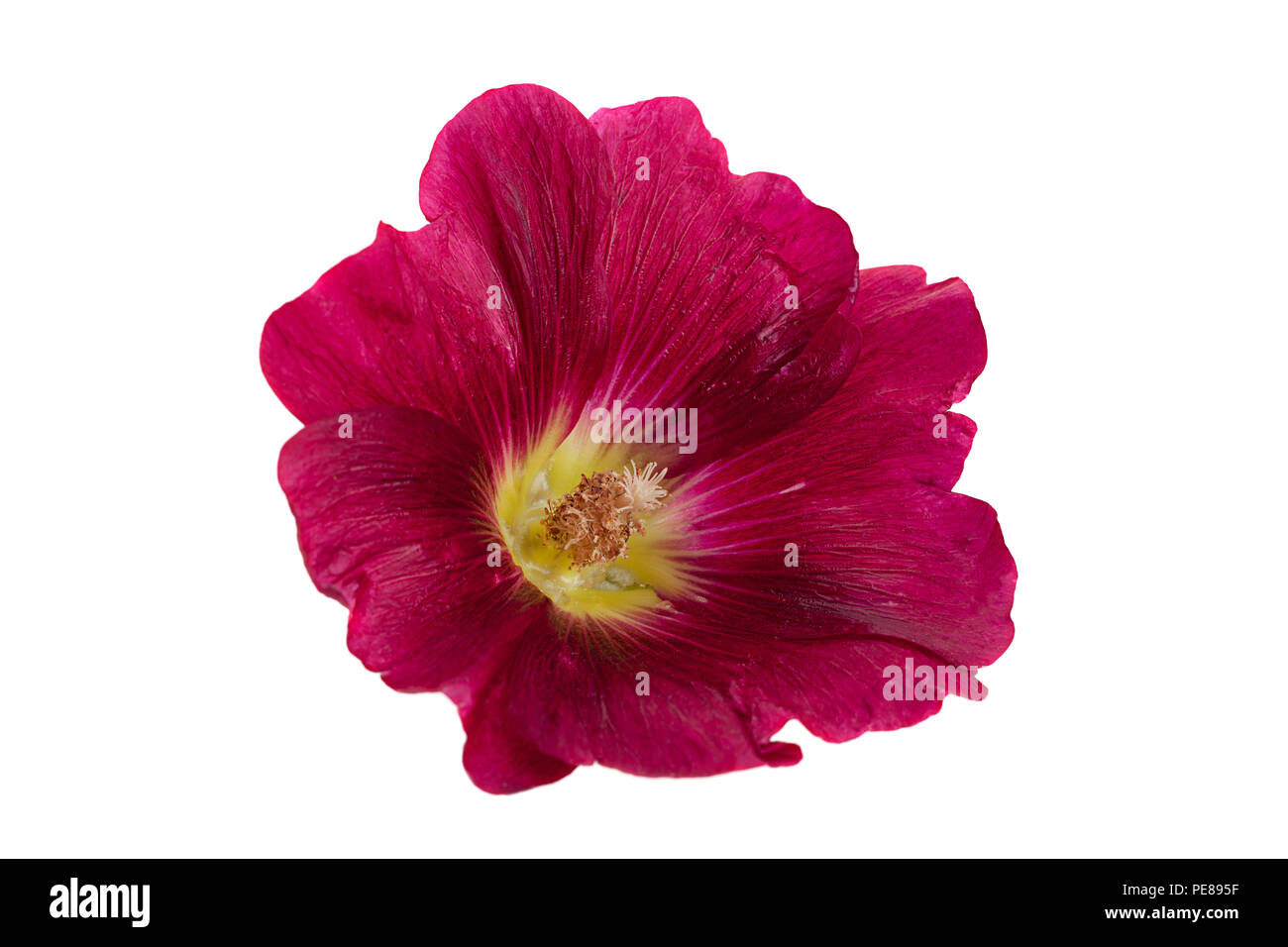 Mallow red flower head closeup isolated on white background Stock Photo ...