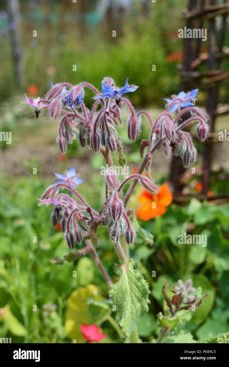 Borage plant with downturned blue flowers grows in a thriving garden in ...