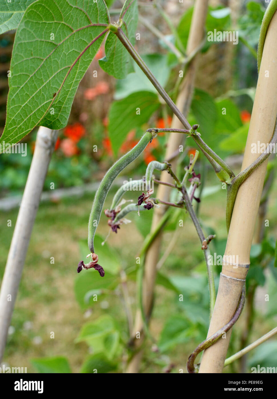 Bean vine hi-res stock photography and images - Alamy
