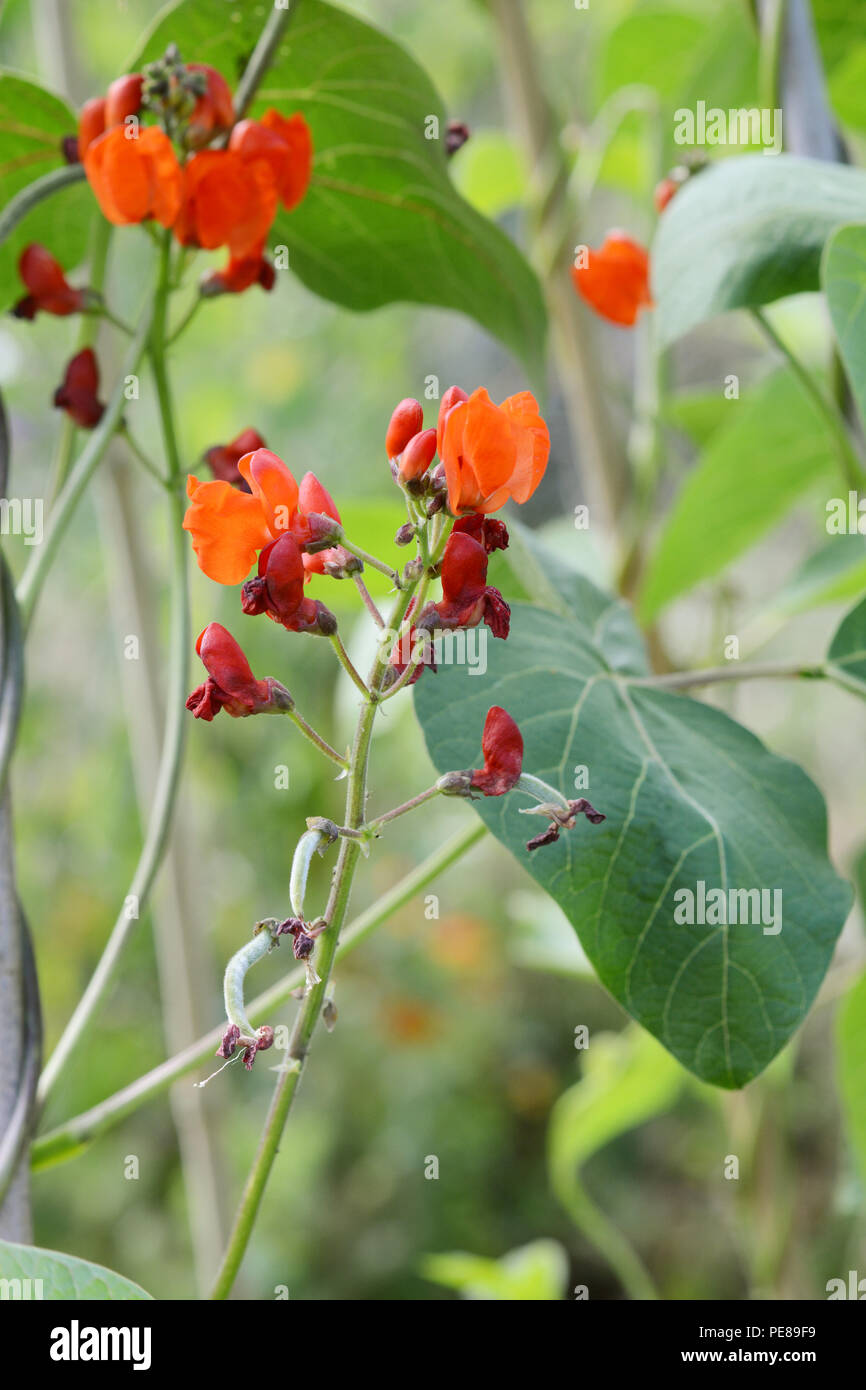 Bean vine hi-res stock photography and images - Alamy
