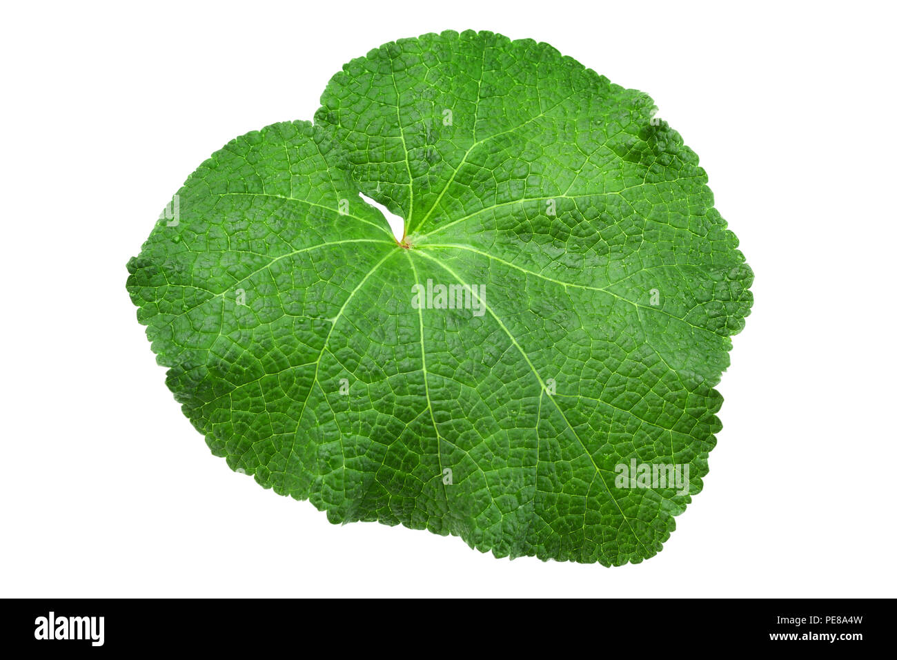 Mallow flower leaf isolatted on white background Stock Photo - Alamy