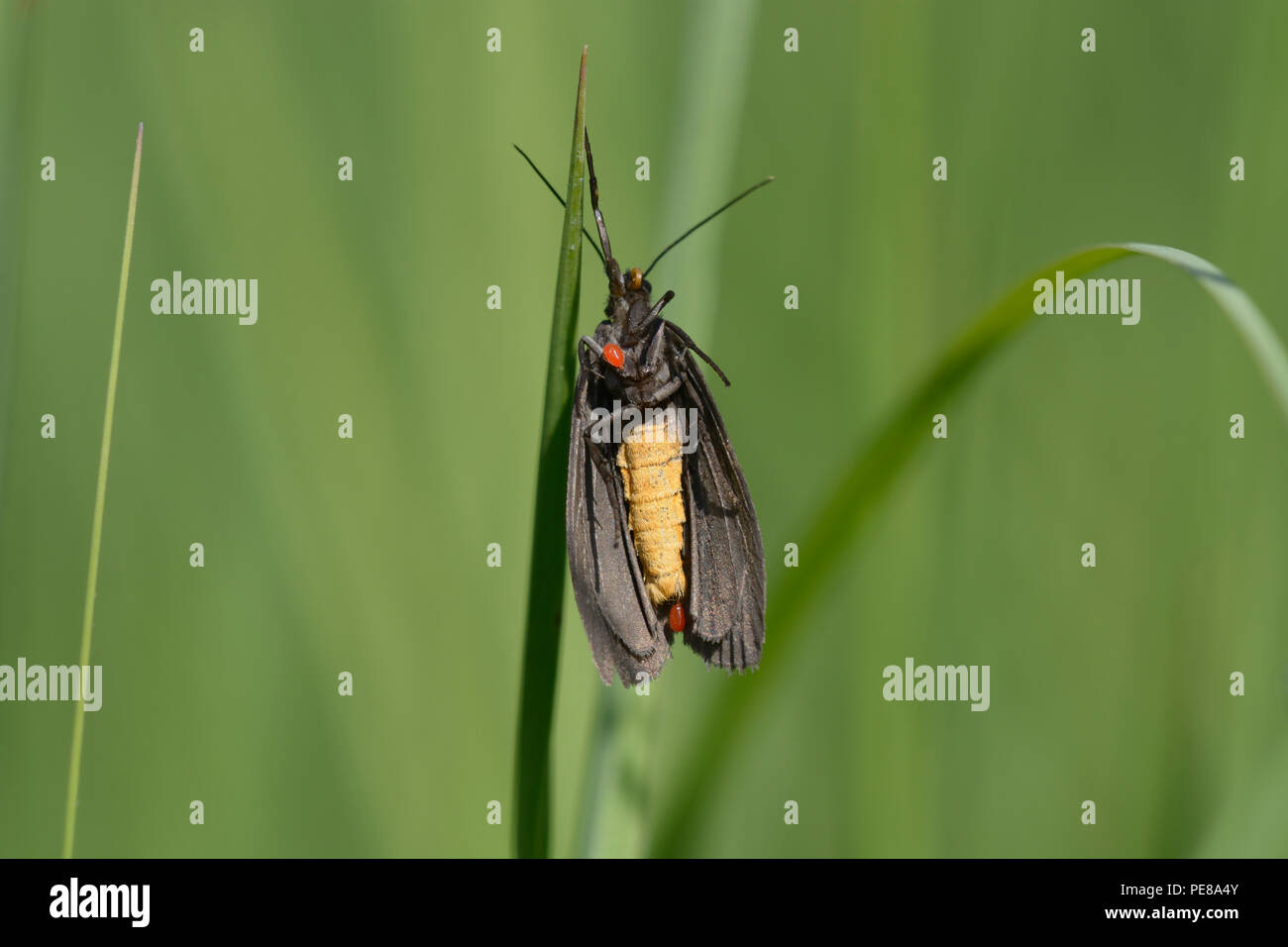 Dying black moth hanging on a plant stem in front of blurred background ...