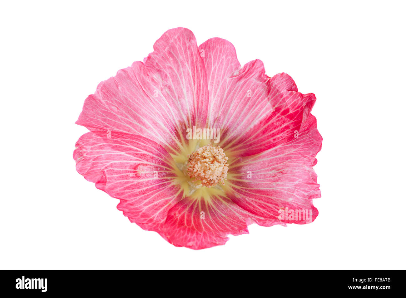 Mallow flower head closeup isolated on white background Stock Photo - Alamy