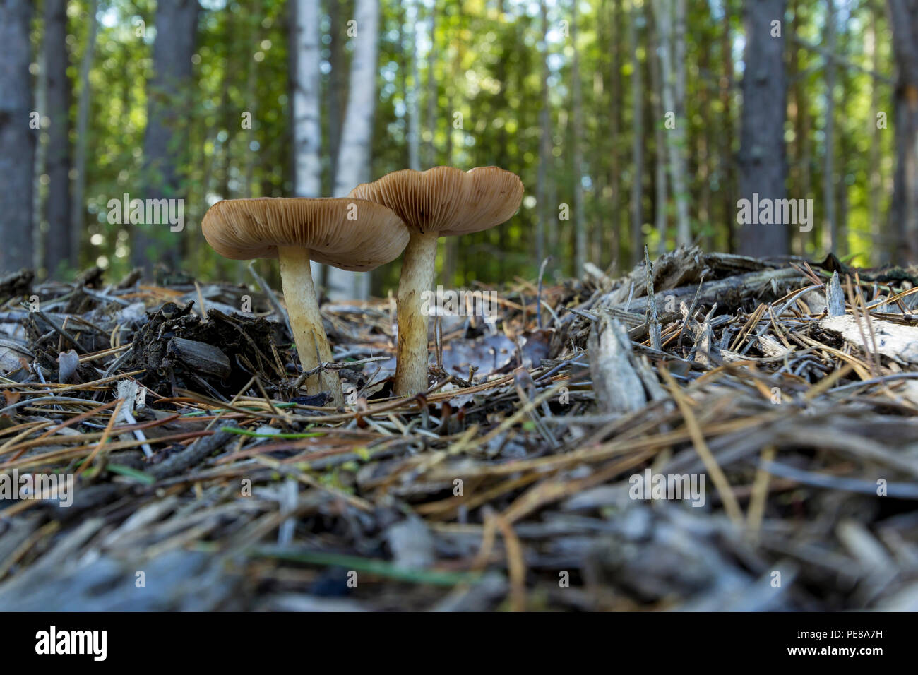 A family of fungi of pale yellow color grow in the wild along the edge ...