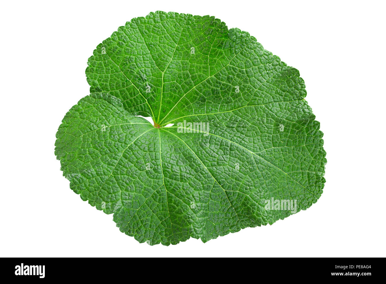 Mallow flower leaf isolatted on white background Stock Photo - Alamy
