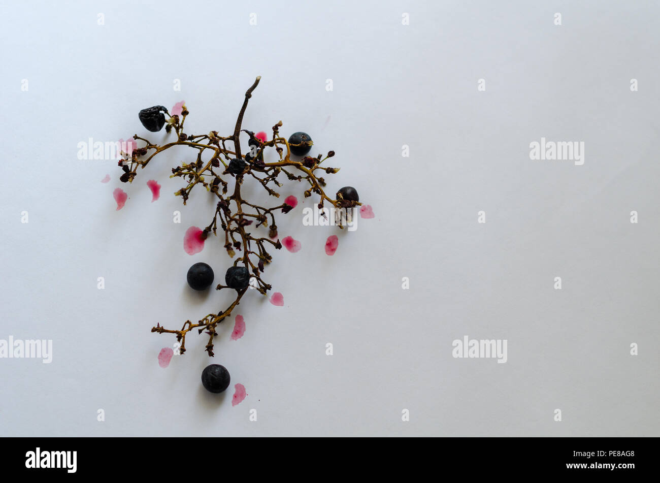 Empty branch of grapes isolated over the white background Stock Photo ...
