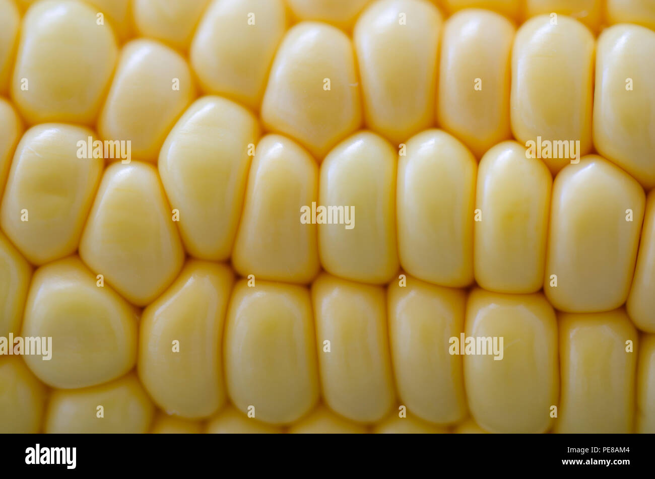 Fresh corn background Stock Photo - Alamy