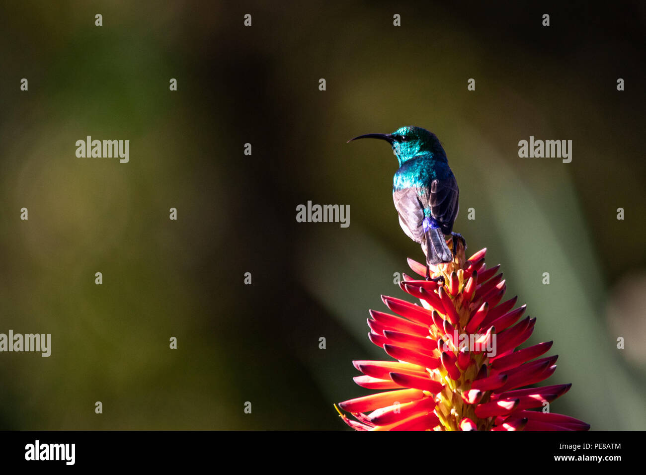 Indigenous sunbird hi-res stock photography and images - Alamy