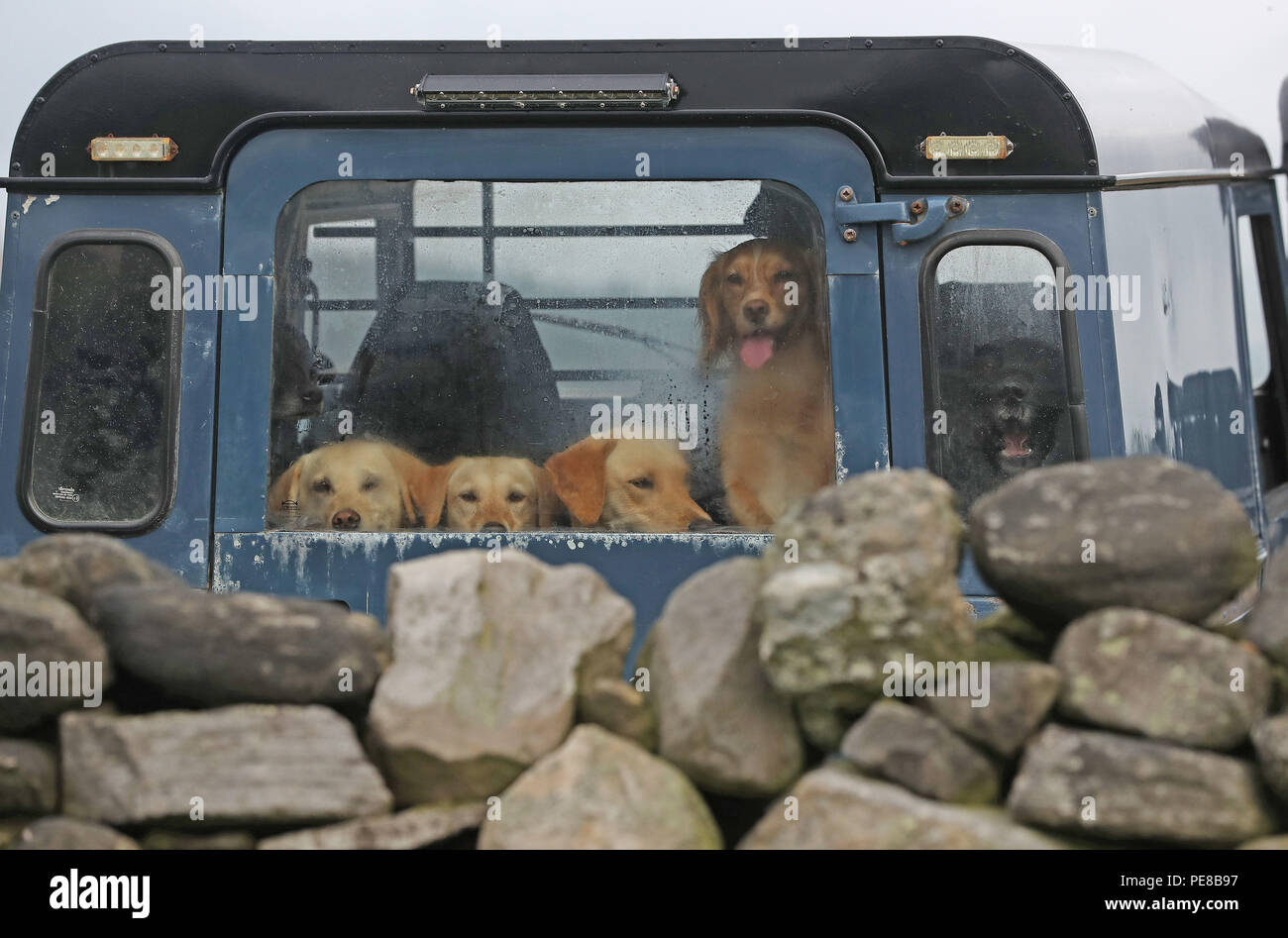 Dogs sit in the back of a Land Rover on Jervaulx moor, North Yorkshire ...