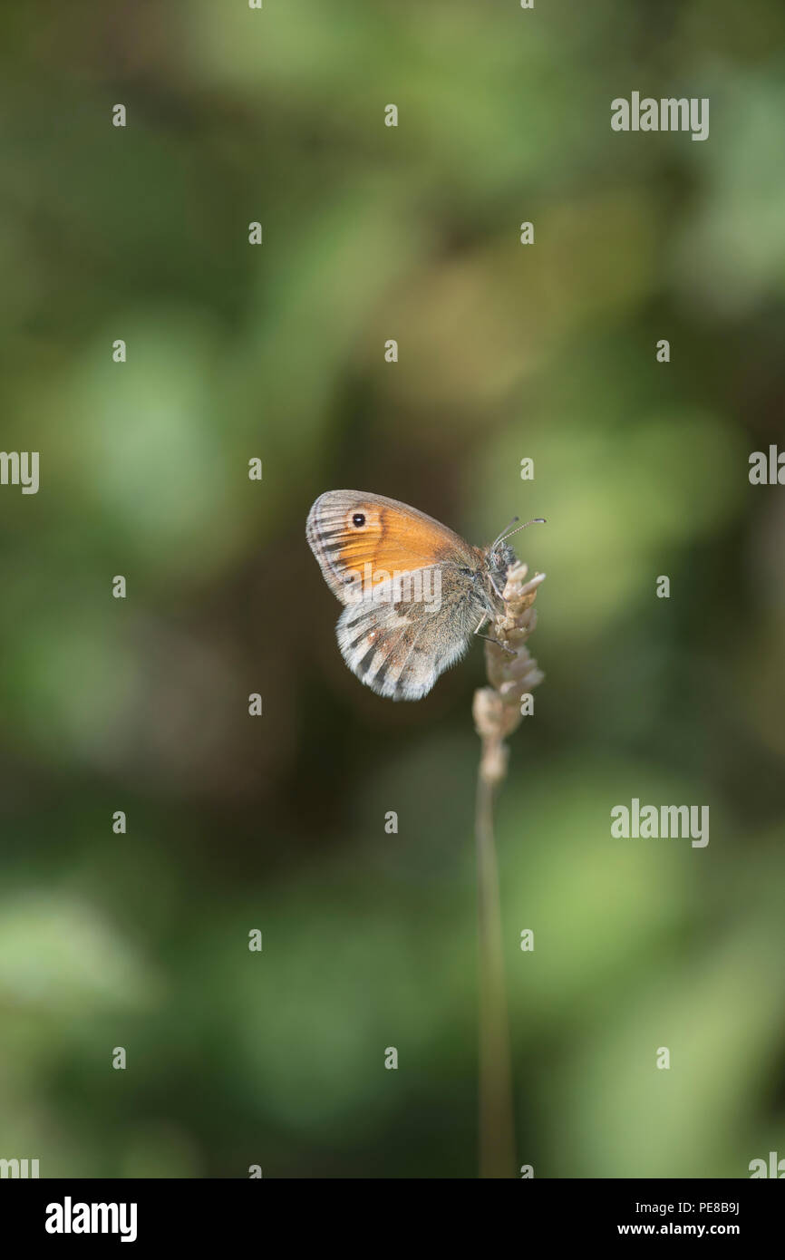 Small heath (Coenonympha pamphilus), underside of adult butterfly Stock ...