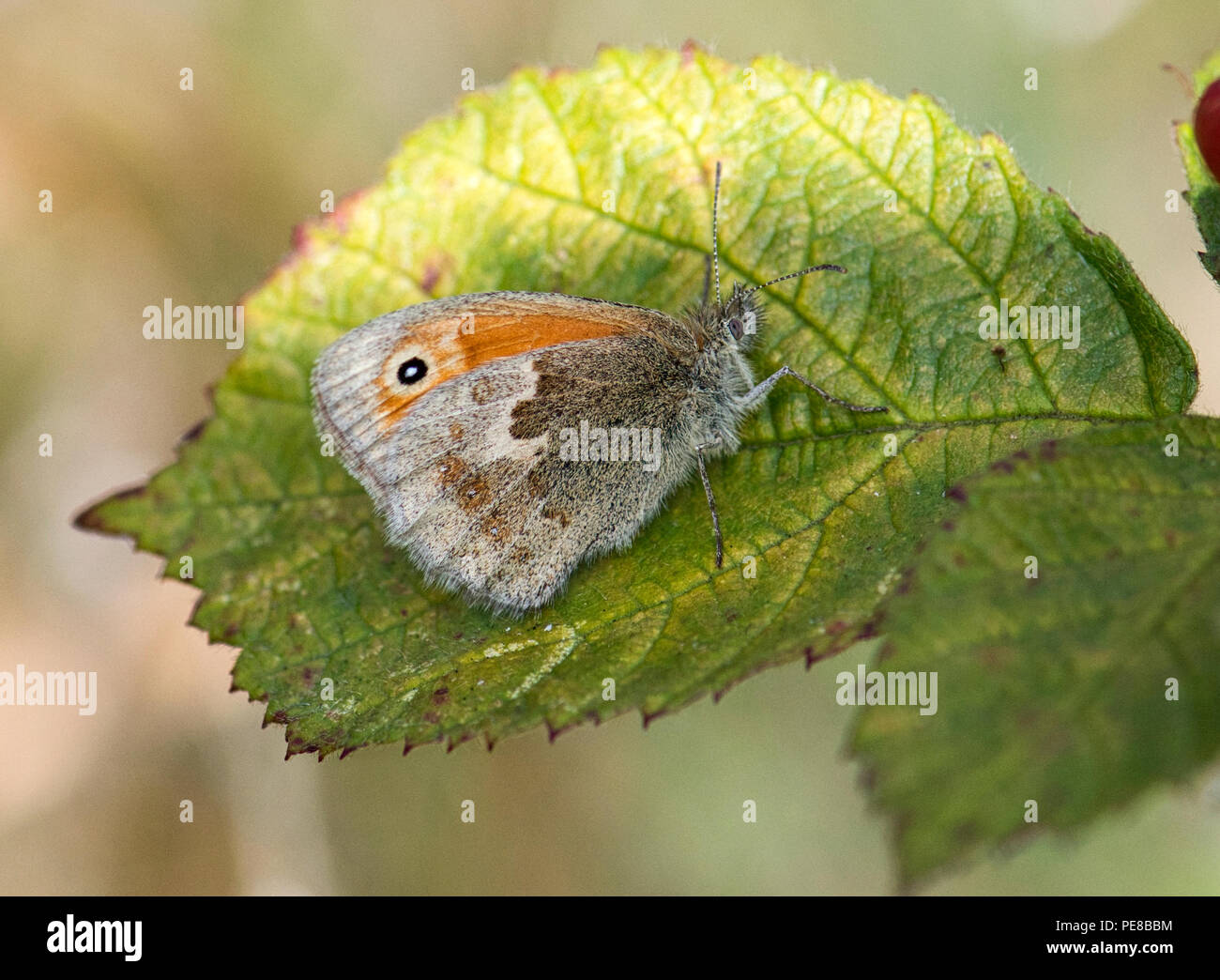 Small heath (Coenonympha pamphilus), underside of adult butterfly Stock ...