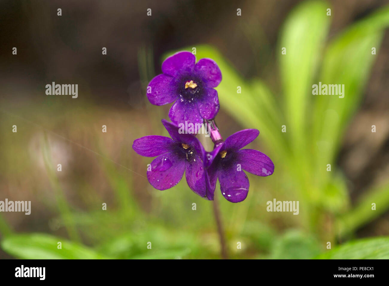 Purple bloom of Primula macrophylla, Uttarakhand, India Stock Photo - Alamy