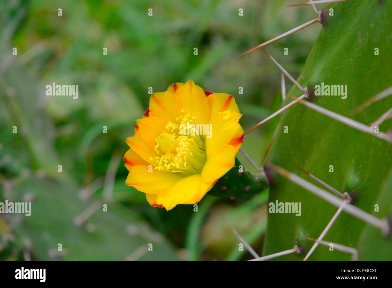 Yellow Cactus flower, Uttarakhand, India Stock Photo - Alamy