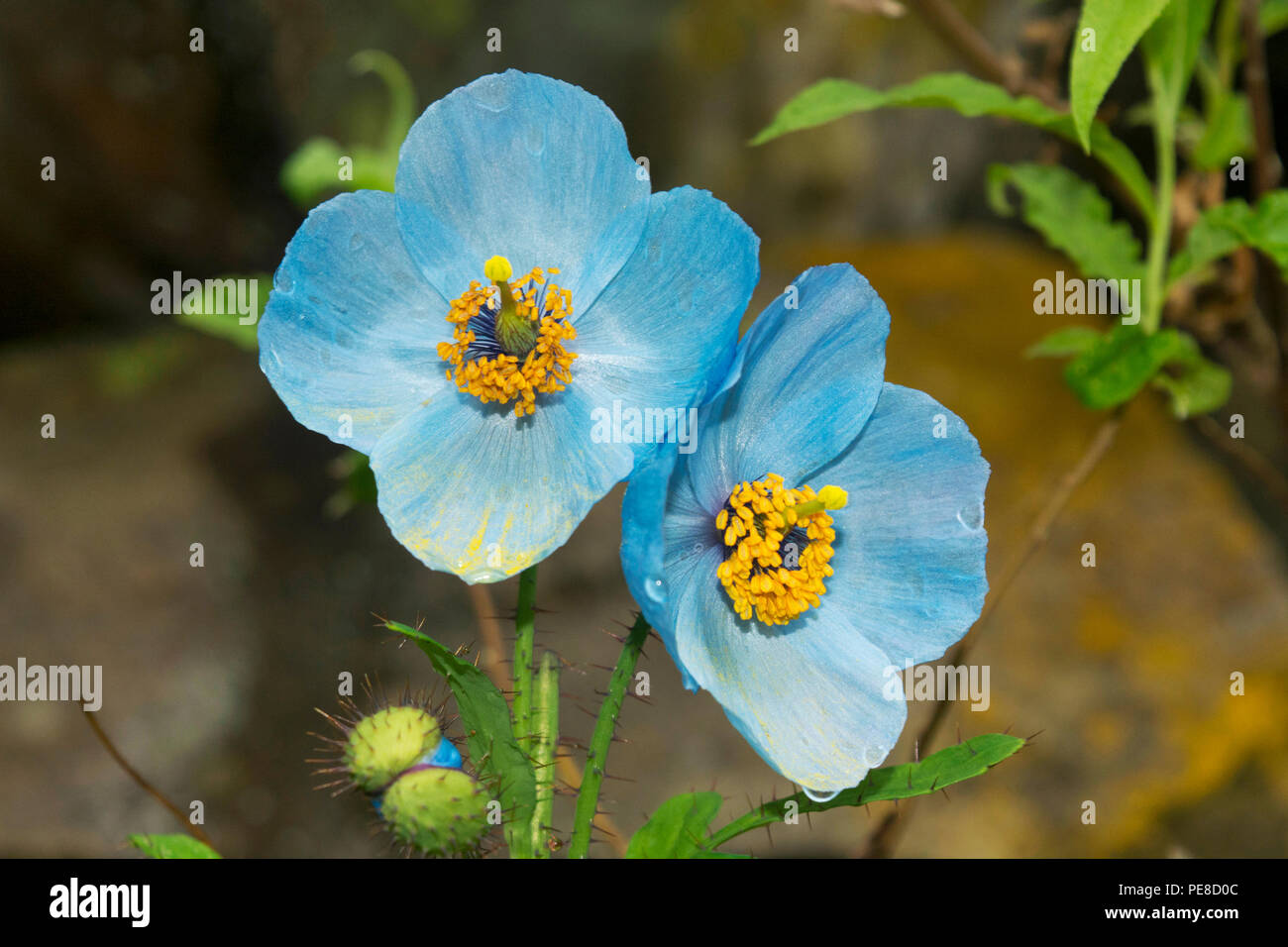 Blue poppy, Meconopsis aculeta, Hemkund Sahib, Uttarakhand, India Stock ...