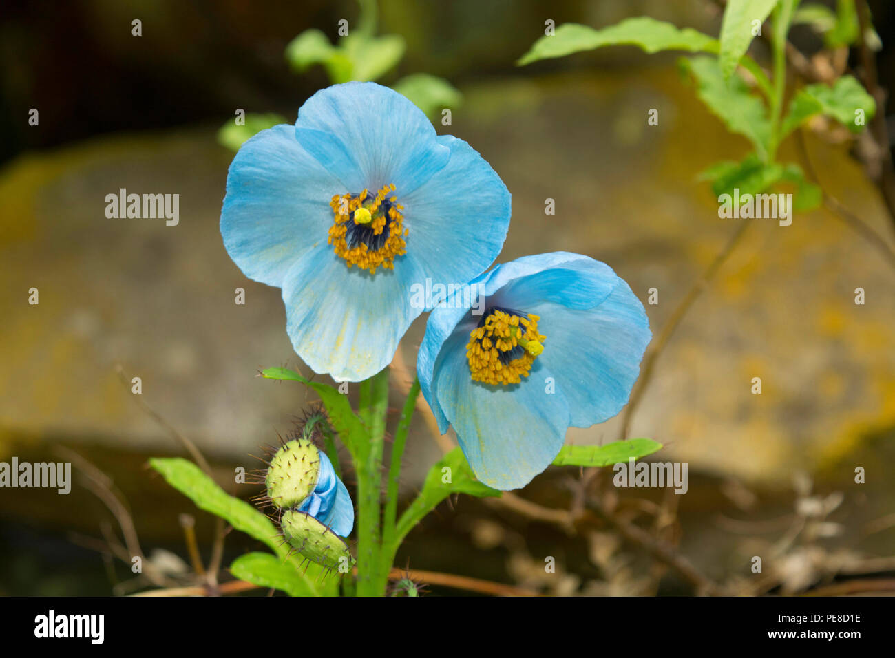 Blue poppy, Meconopsis aculeta, Hemkund Sahib, Uttarakhand, India Stock ...