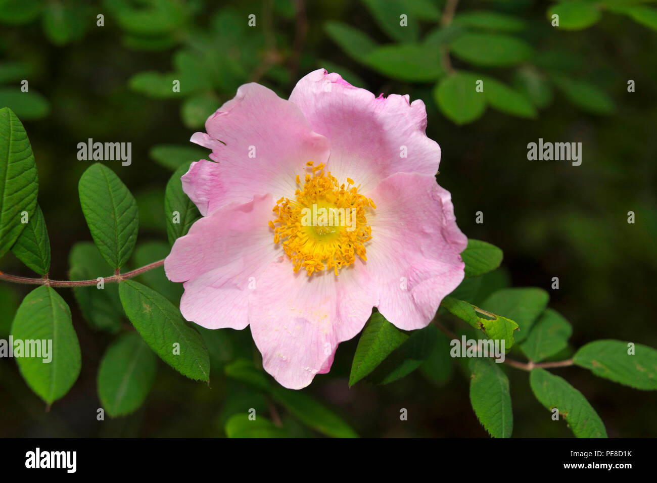 Himalayan Rose, Rosa Macrophylla, Ban Gulab, Uttarakhand, India Stock ...