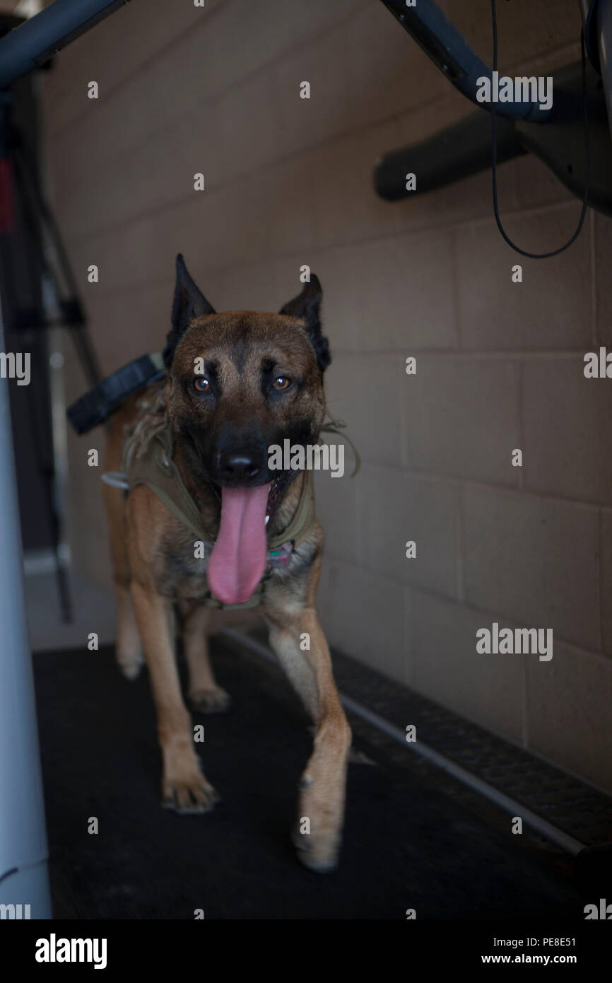 Msob multi purpose canine rappelling hi-res stock photography and ...