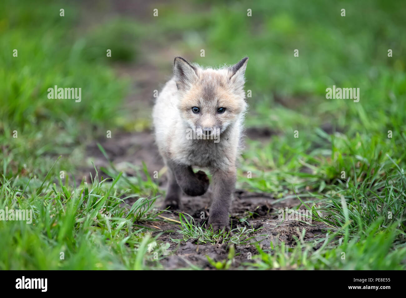 Fox cub up close hi-res stock photography and images - Alamy