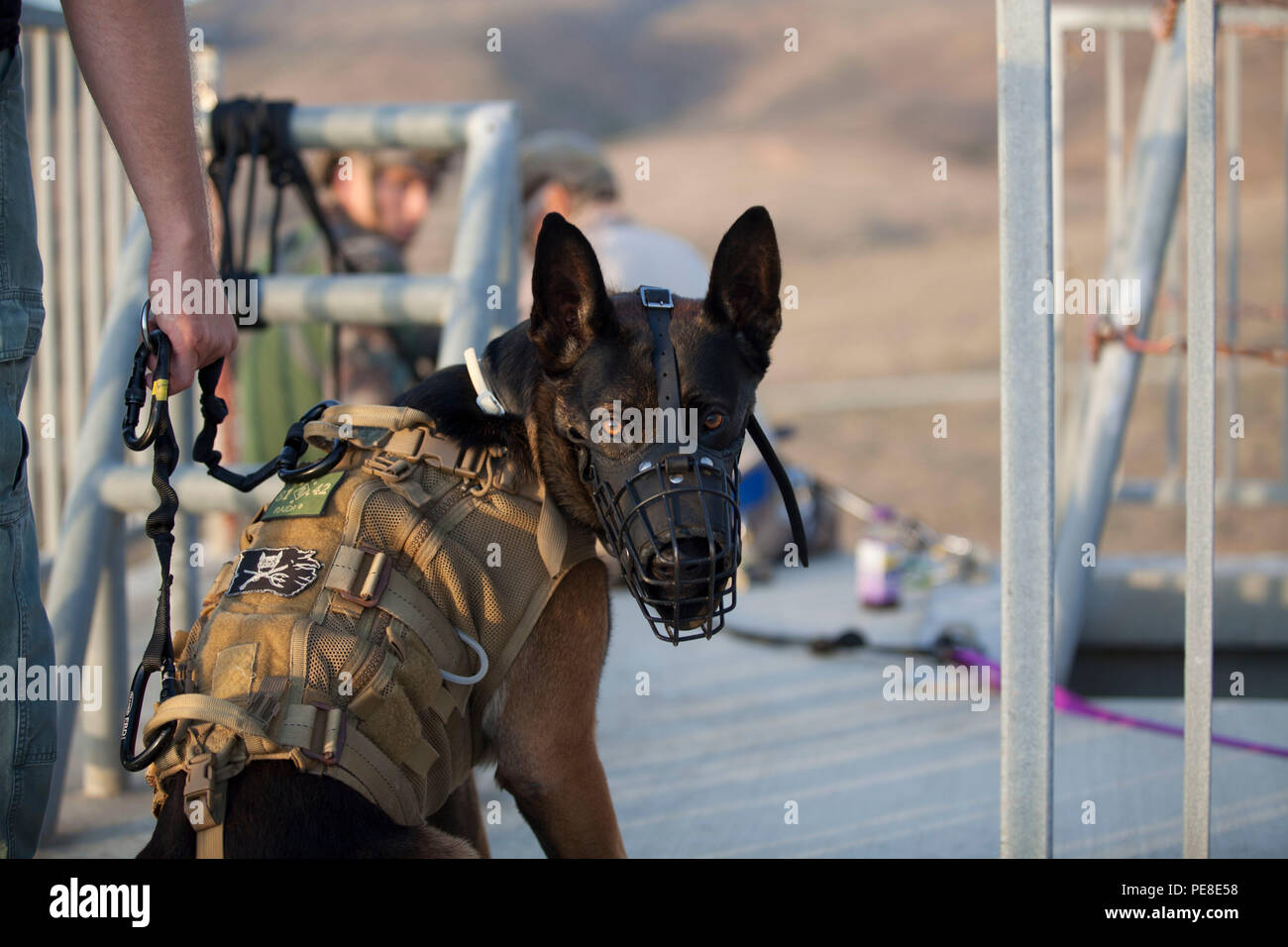 A U.S. Marine Corps Multi-Purpose Canine (MPC) with 1st Raider ...