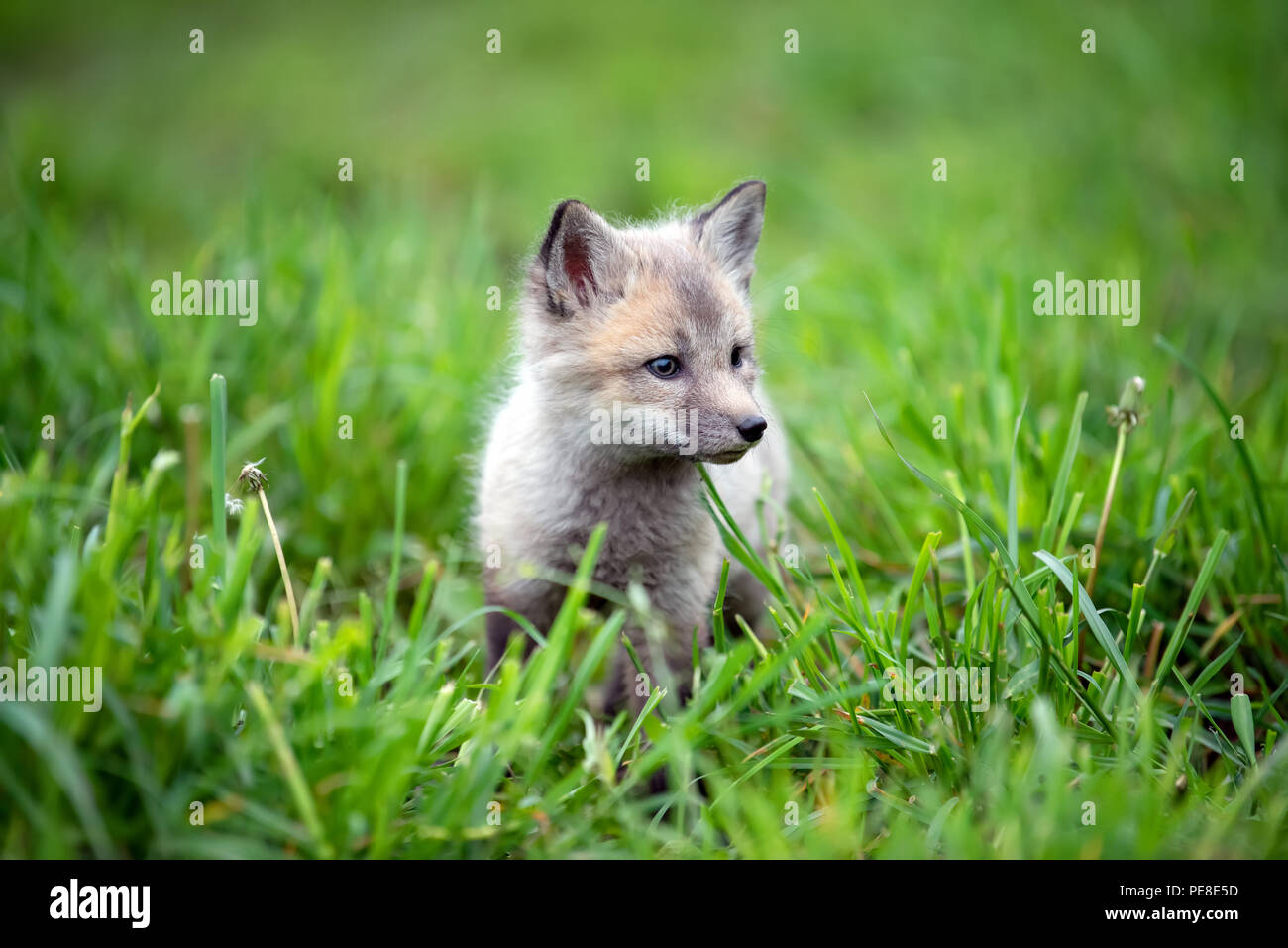 Cub in grass hi-res stock photography and images - Alamy