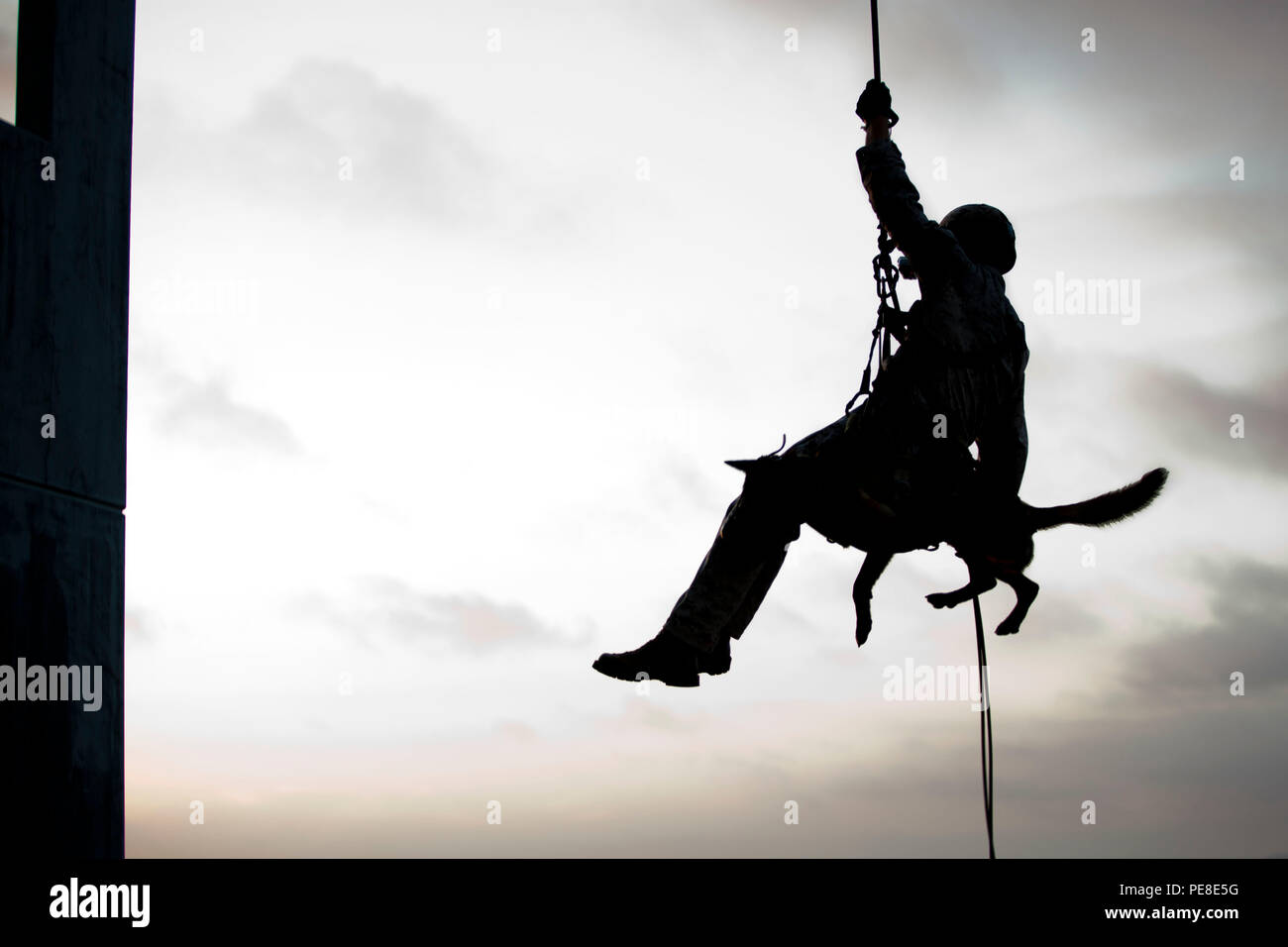 Msob multi purpose canine rappelling hi-res stock photography and ...
