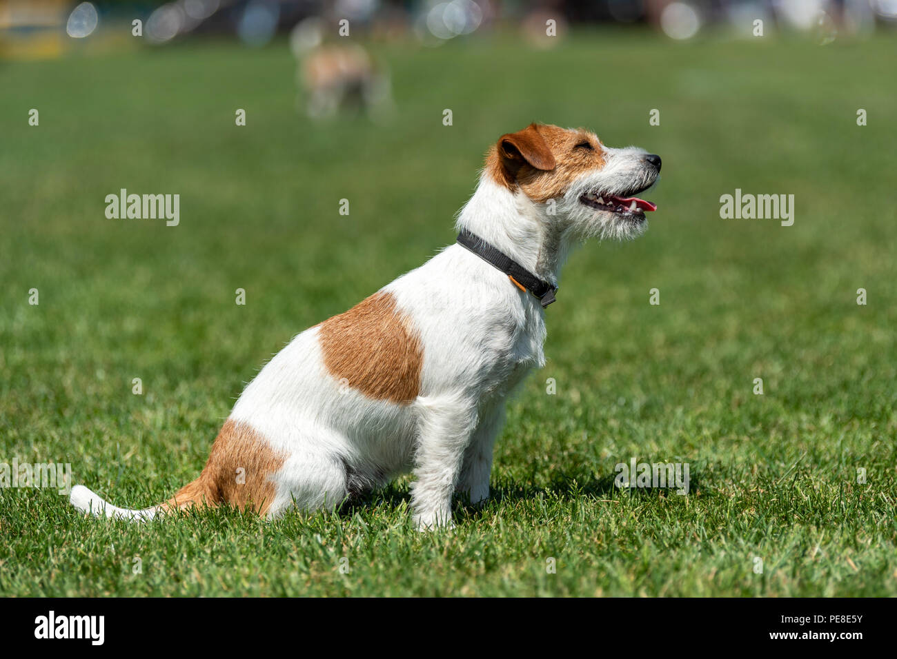 Purebred Jack Russel Terrier dog in summer day Stock Photo - Alamy