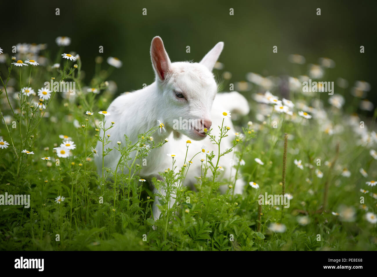 Goat eating grass flowers hi-res stock photography and images - Alamy
