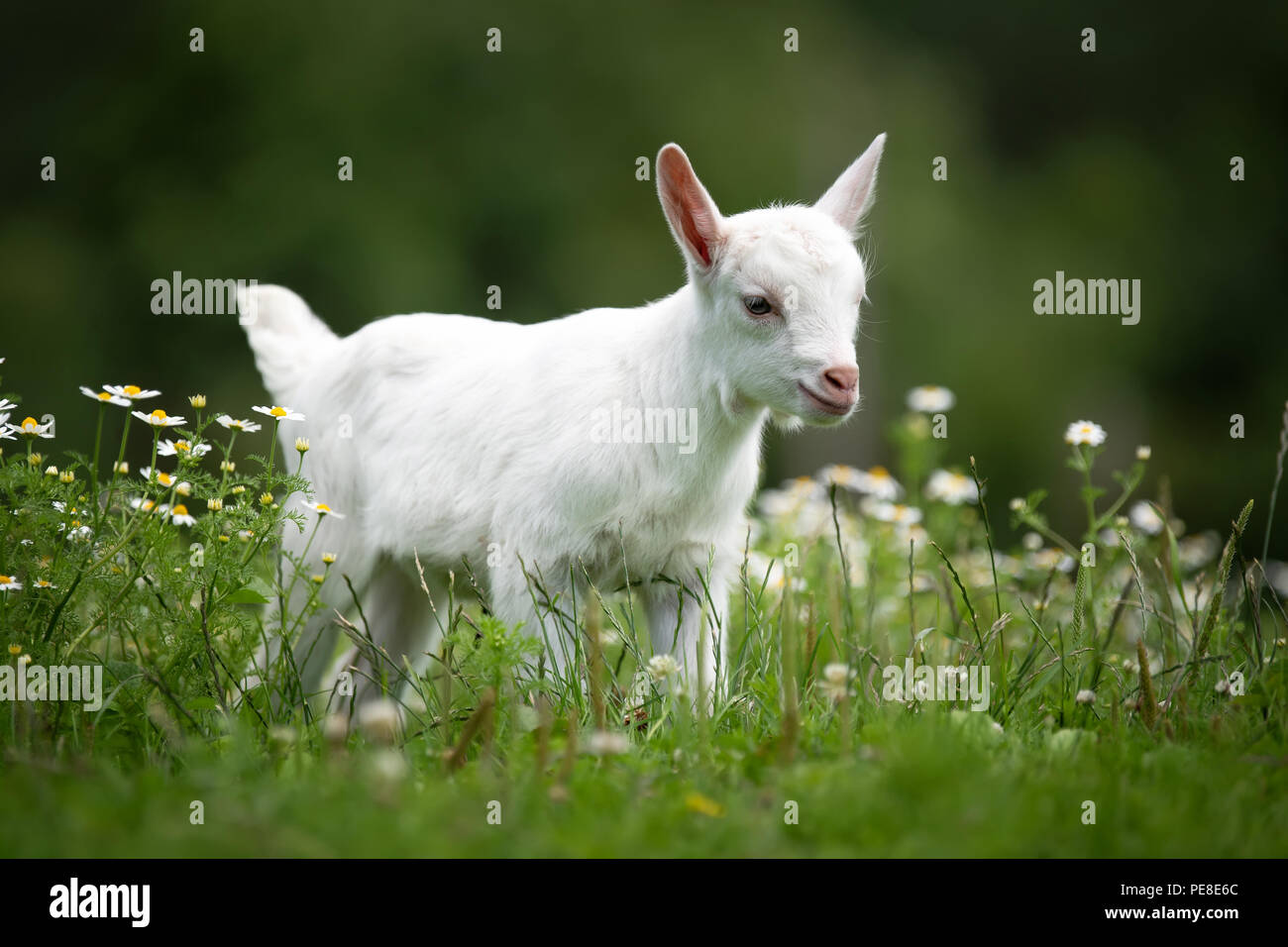 Goat eating grass flowers hi-res stock photography and images - Alamy