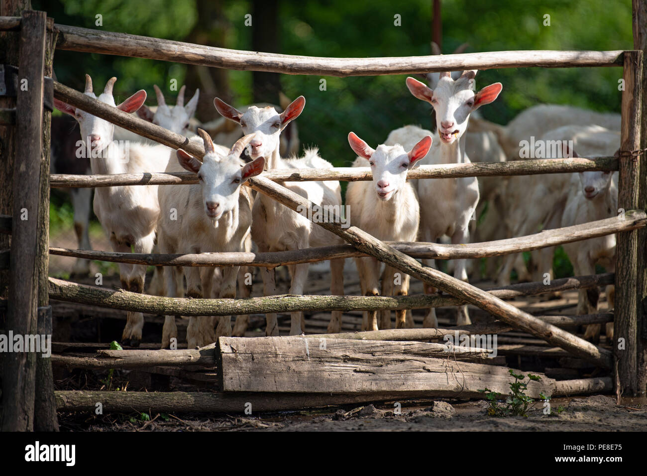 Goat head in the cage on a farm Stock Photo - Alamy