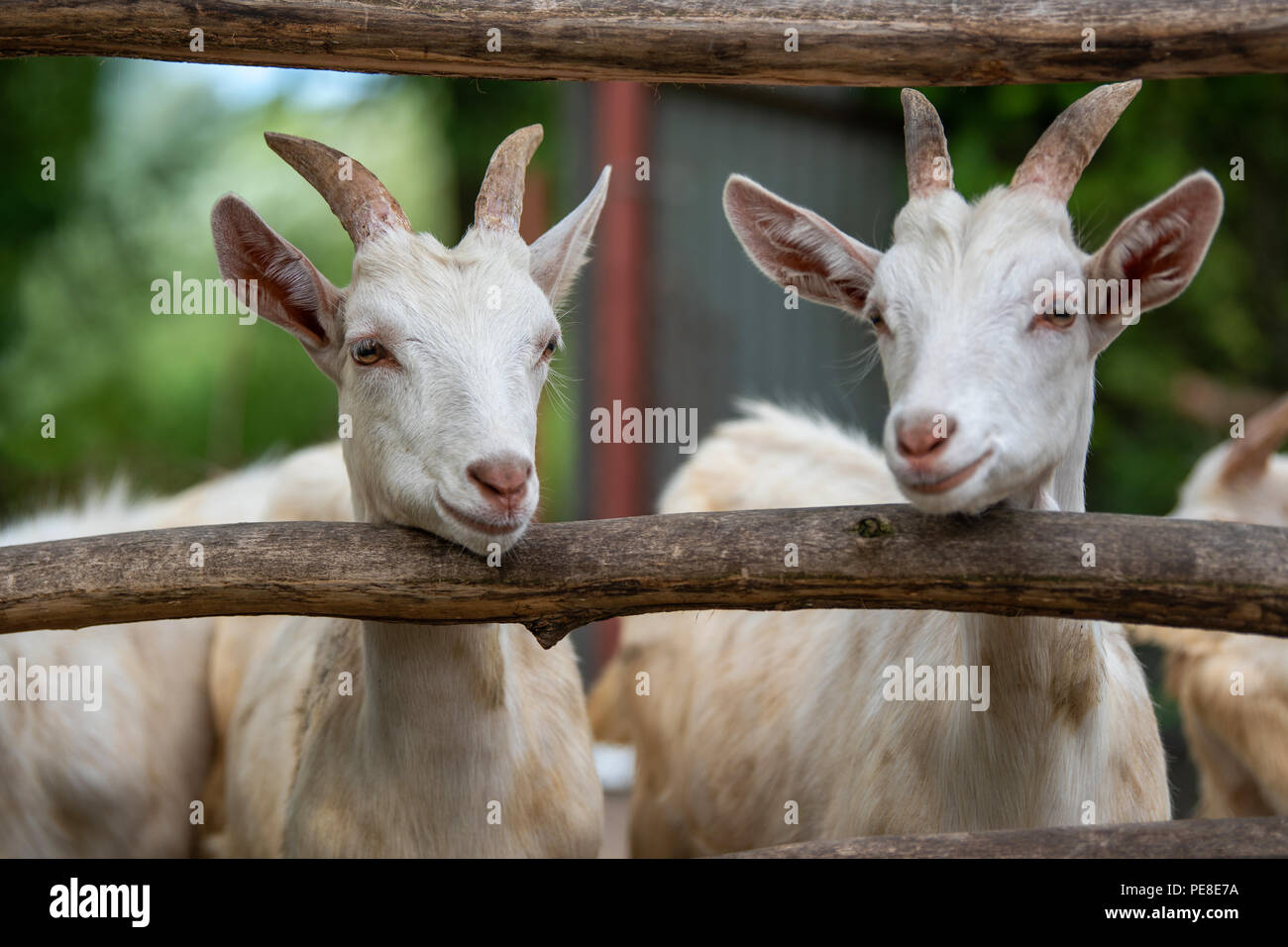 Goat head in the cage on a farm Stock Photo - Alamy