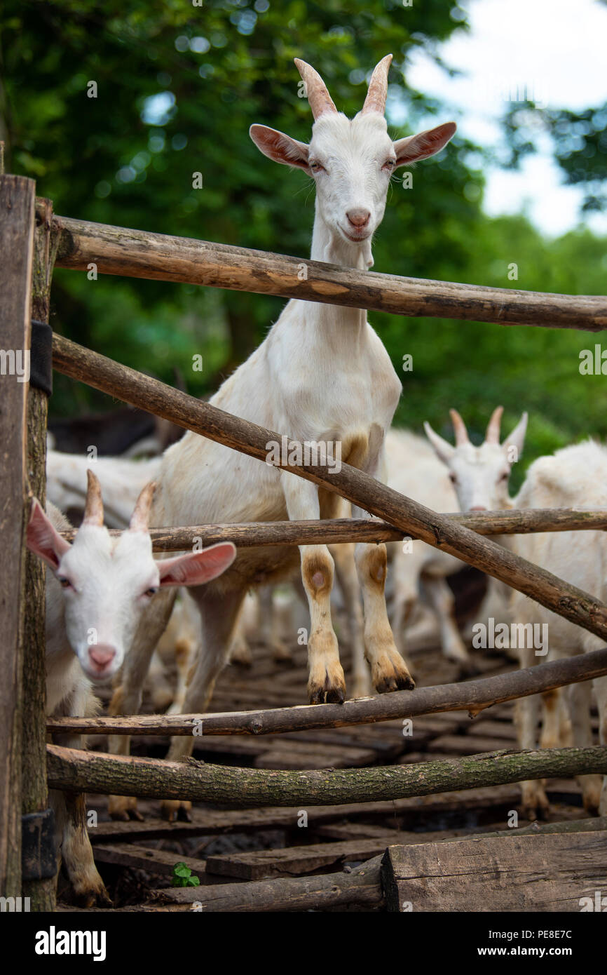 Goat head in the cage on a farm Stock Photo - Alamy