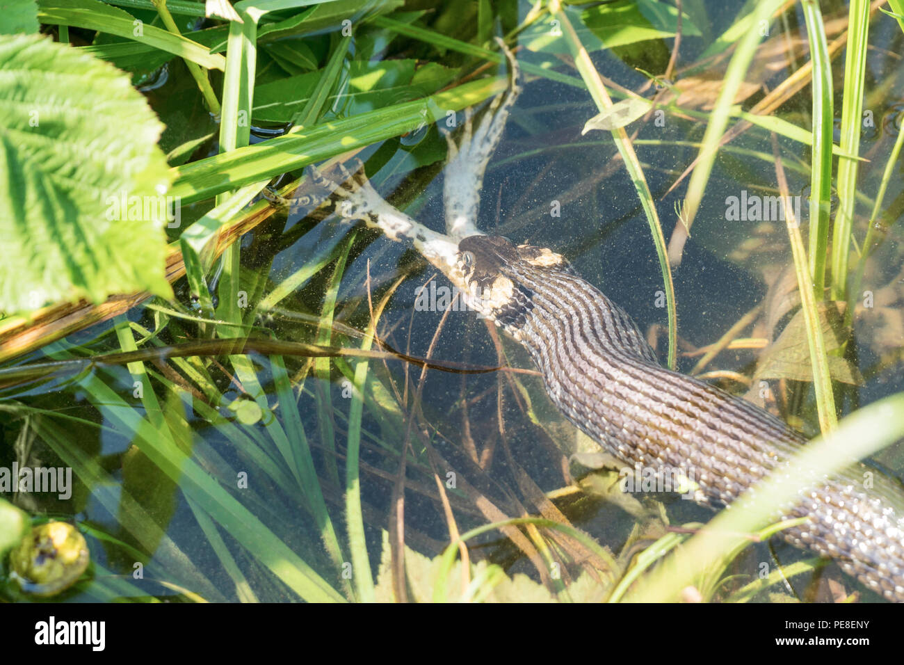 Snake swallows prey hi-res stock photography and images - Alamy