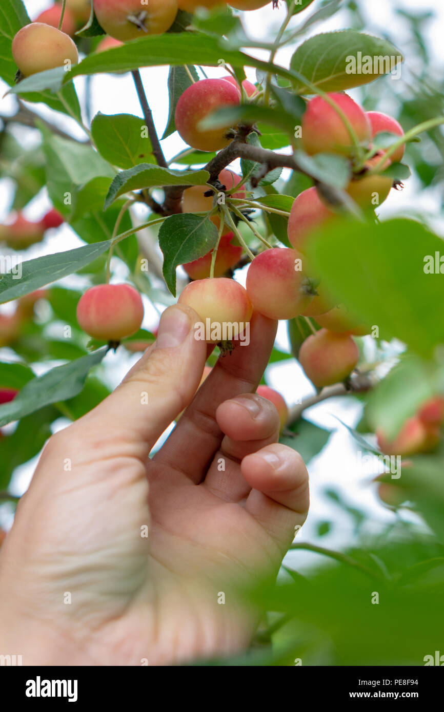 Close-up man's hand tears off a small organic paradise apple from a ...