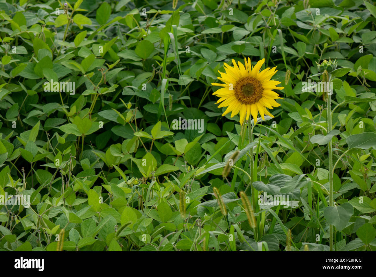 Lone tree in a sunflower field hi-res stock photography and images - Alamy