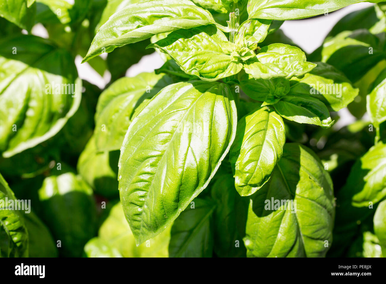 Basil plant in close up, horizontal image Stock Photo - Alamy Basil plant in close up, horizontal image Stock Photo - Alamy