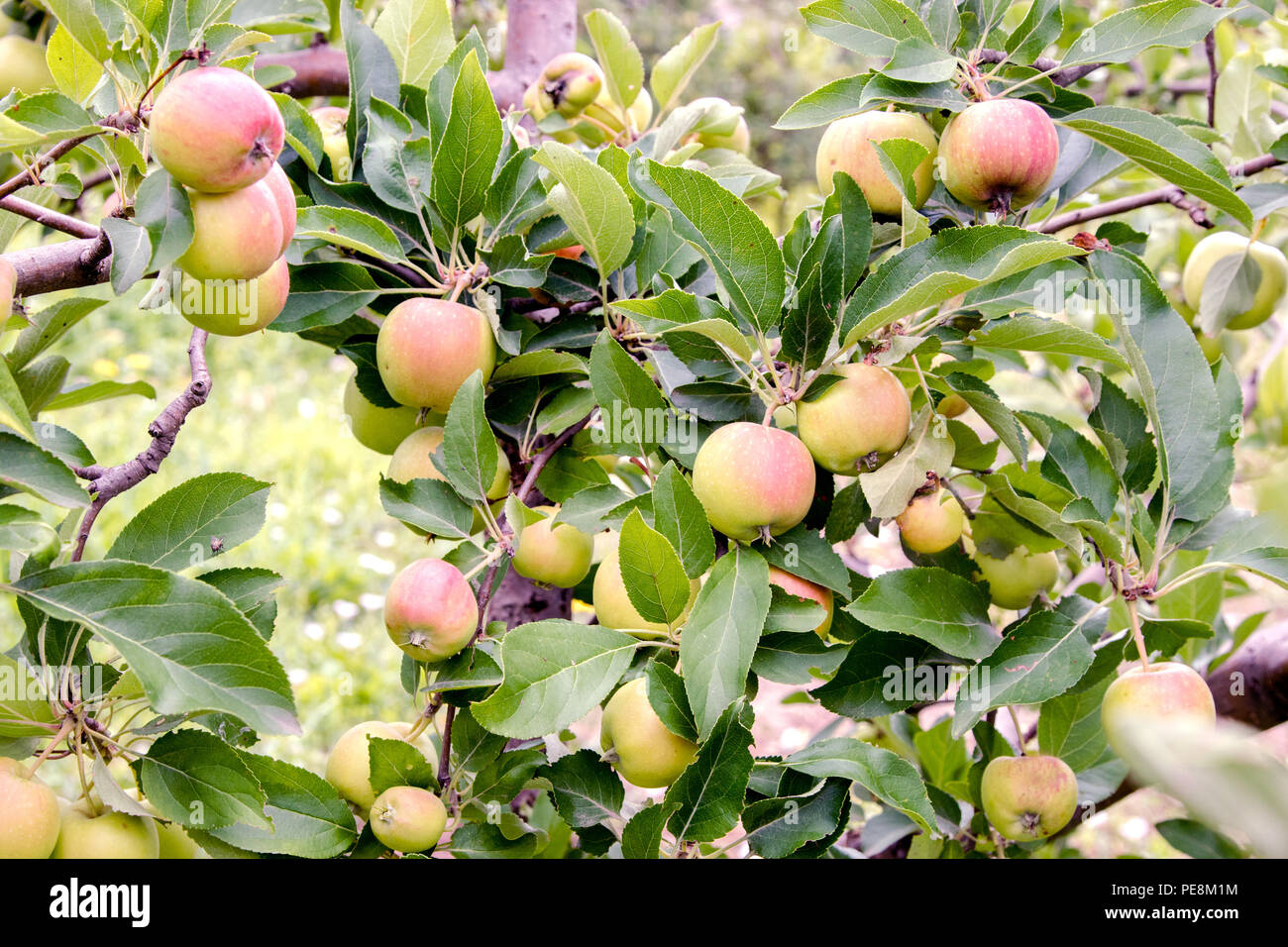 image apples on a tree branch blush in the garden Stock Photo - Alamy