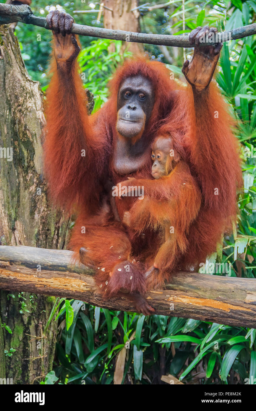 Mother and baby orangutans with a green background Stock Photo - Alamy