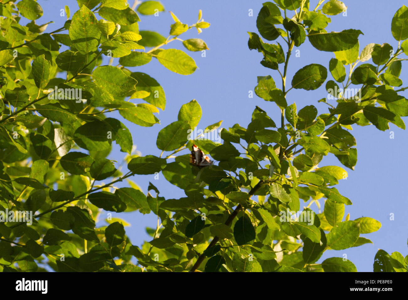 Iris life cycle hi-res stock photography and images - Alamy