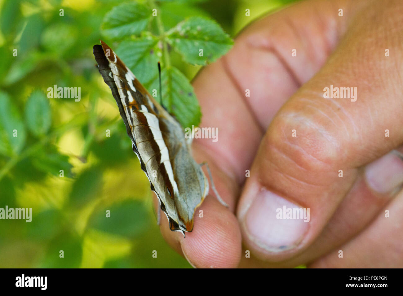 Last light rewilding experiment hi-res stock photography and images - Alamy