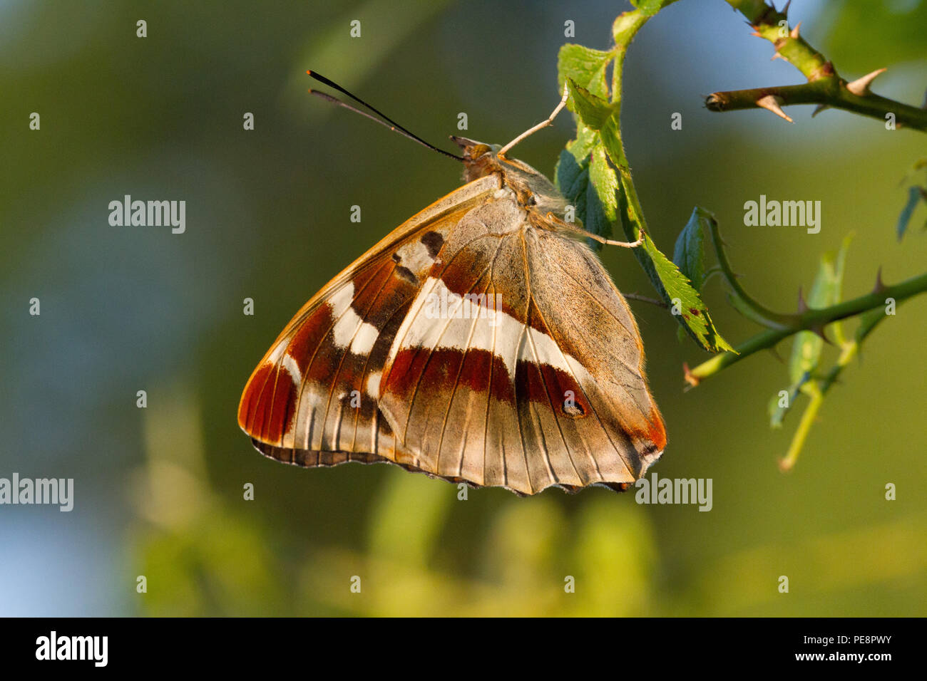 Purple Emperor Butterfly female ,( Apatura iris ) , female with closed ...