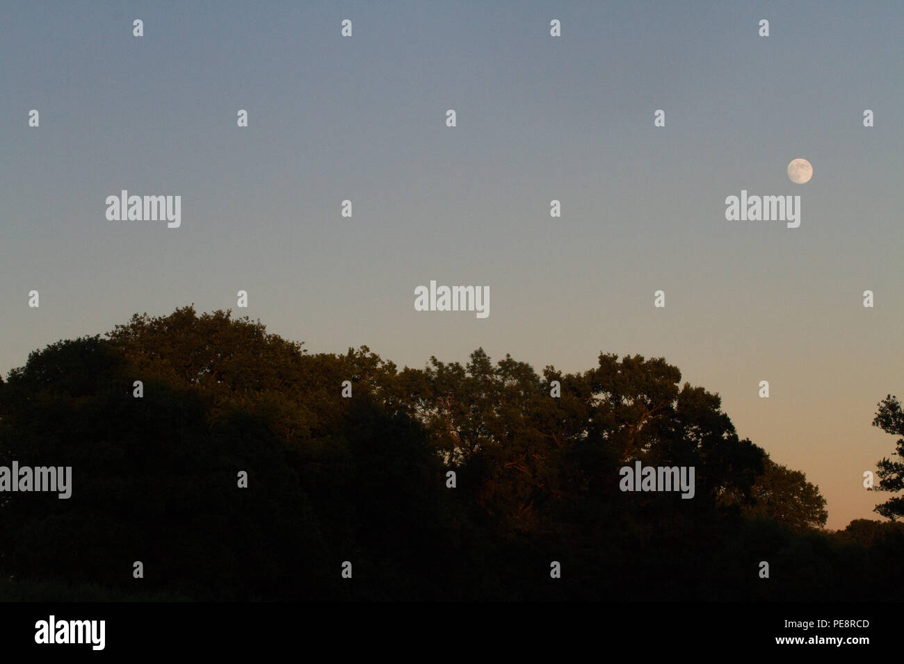 Knepp castle estate, sussex hi-res stock photography and images - Alamy