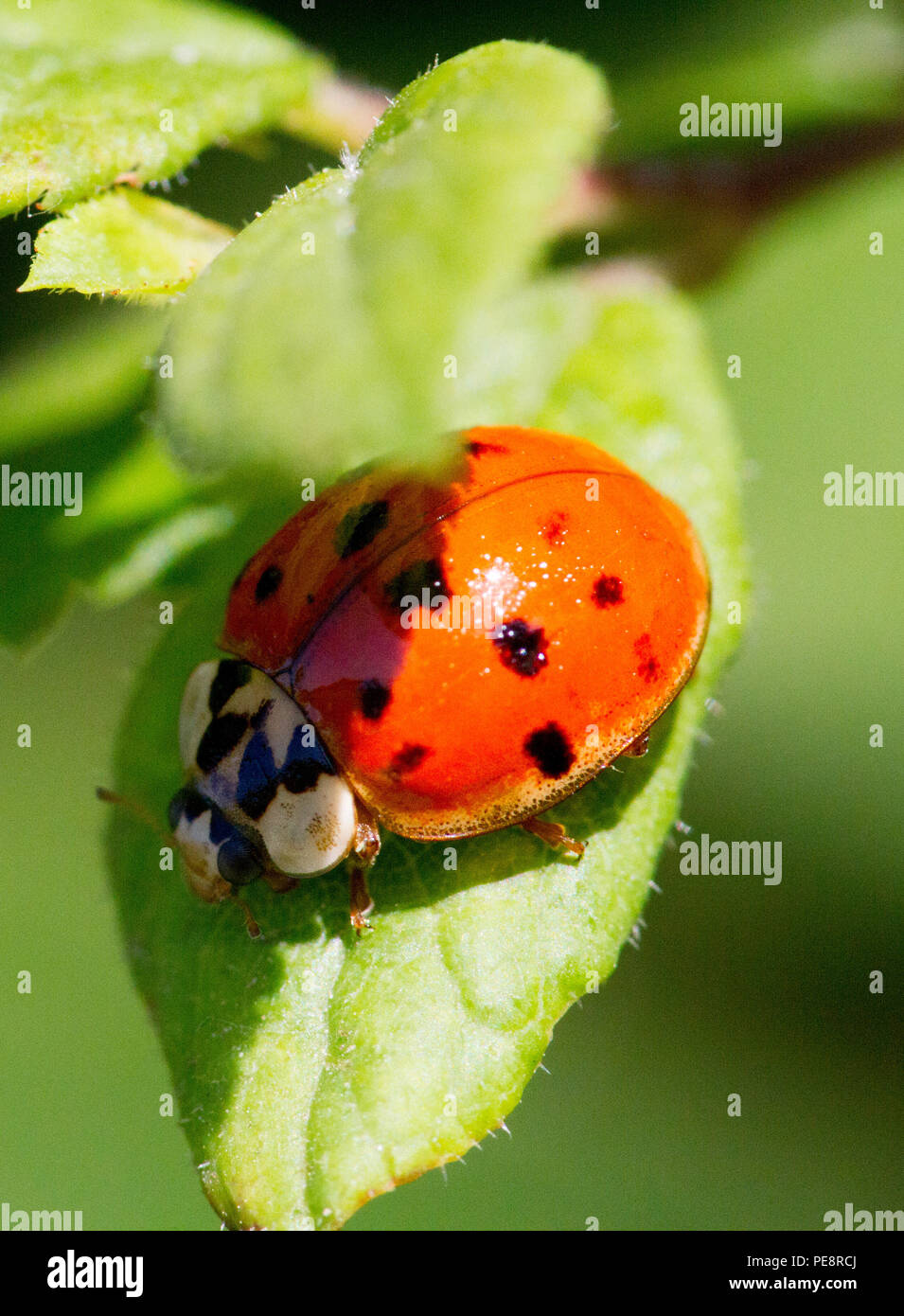 Knepp castle rewilding experiment hi-res stock photography and images ...