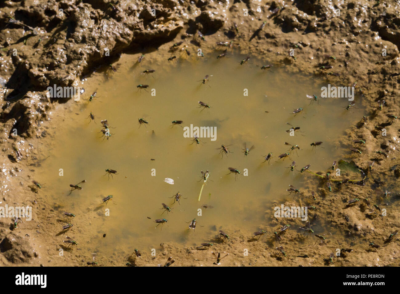 Kneppcastle rewilding project hi-res stock photography and images - Alamy