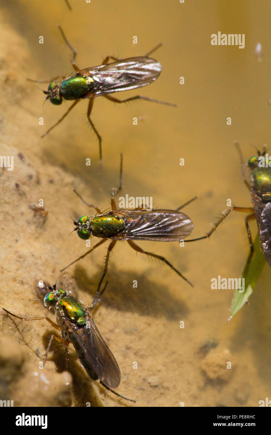 Long legged Flies (Dolidopodidae spp) on water in footprint of Longhorn ...