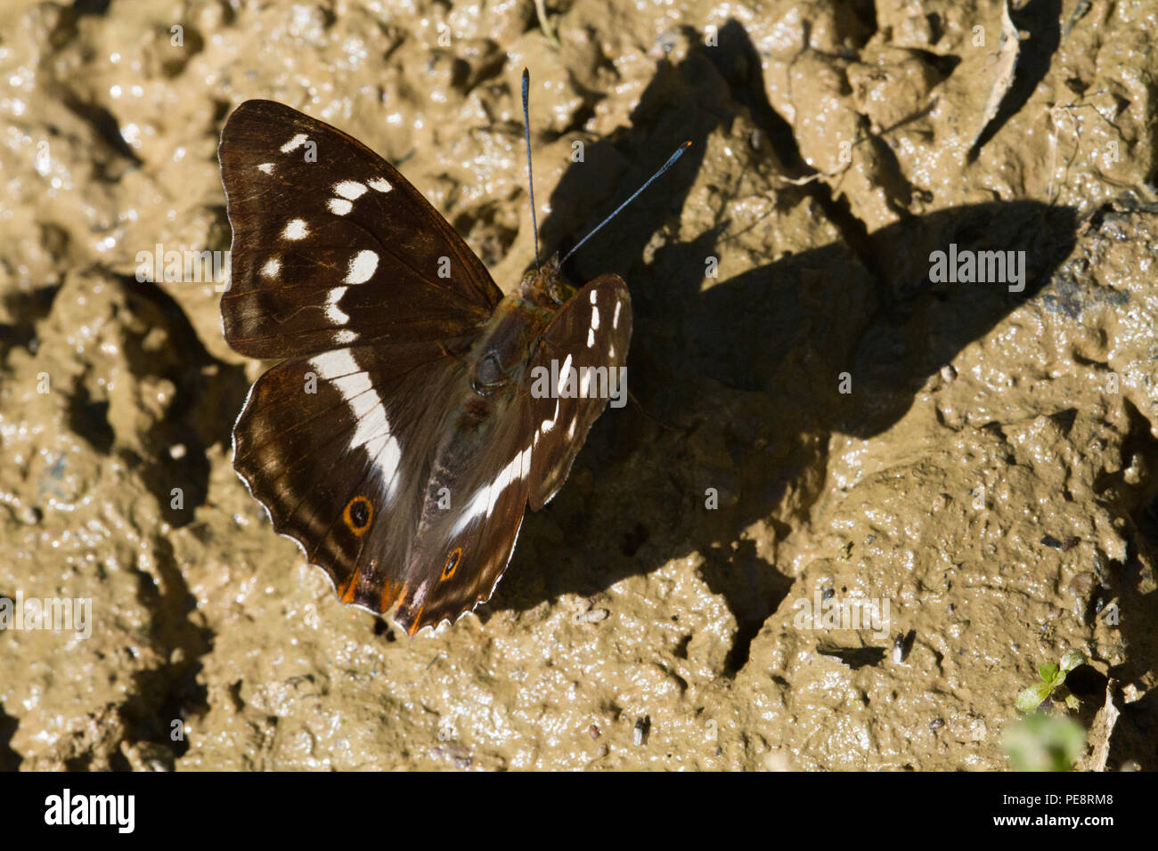 Purple Emperor Butterfly female ,( Apatura iris ) , male drinking .Rare ...