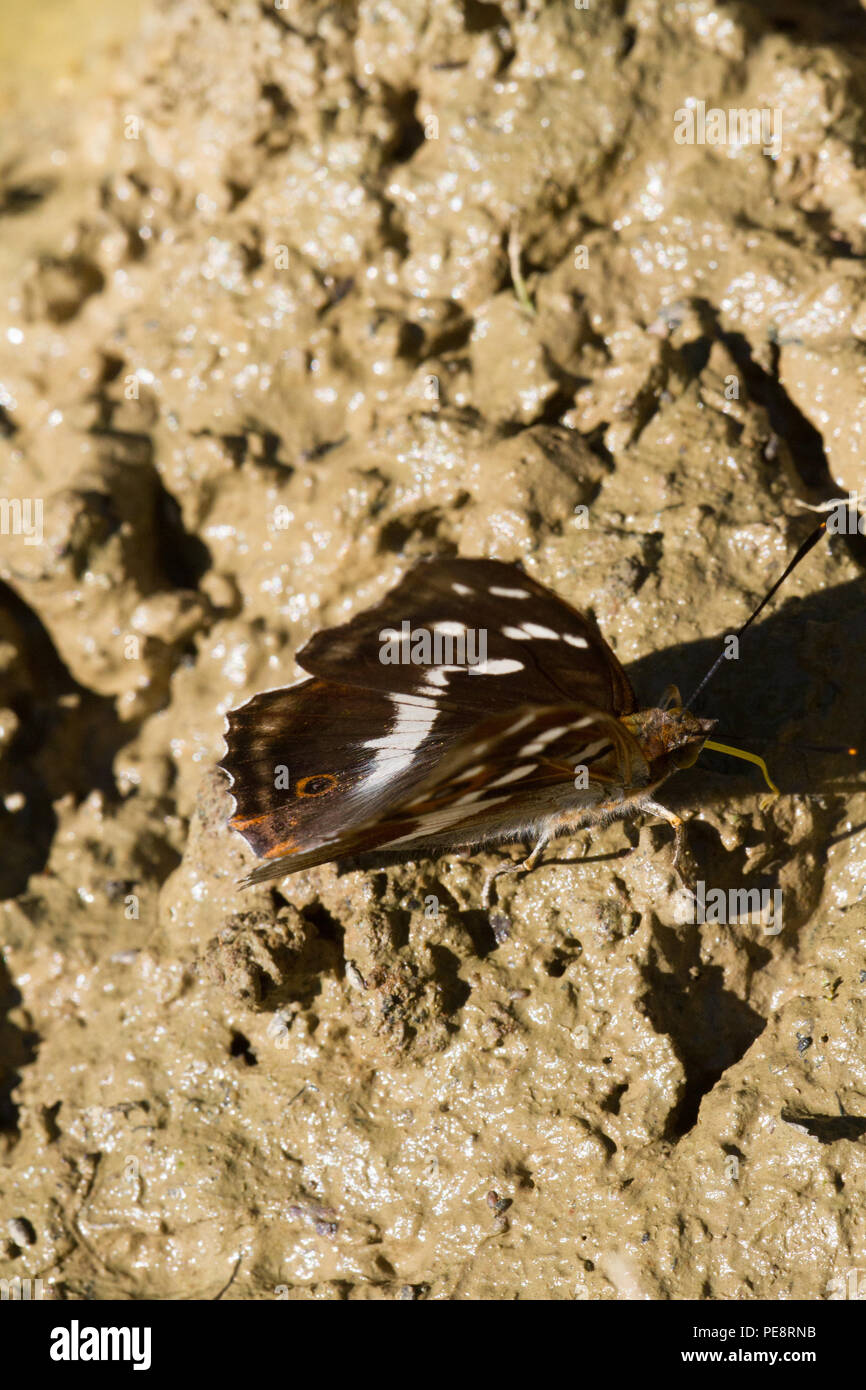 Purple Emperor Butterfly female ,( Apatura iris ) , male drinking .Rare ...